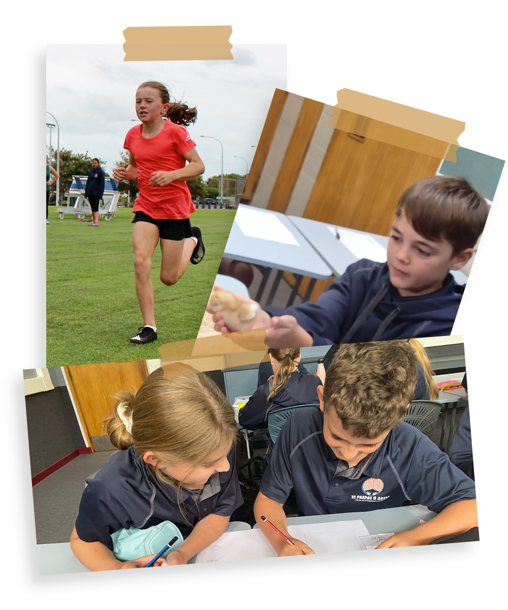 Curriculum | Te Paepae O Aotea